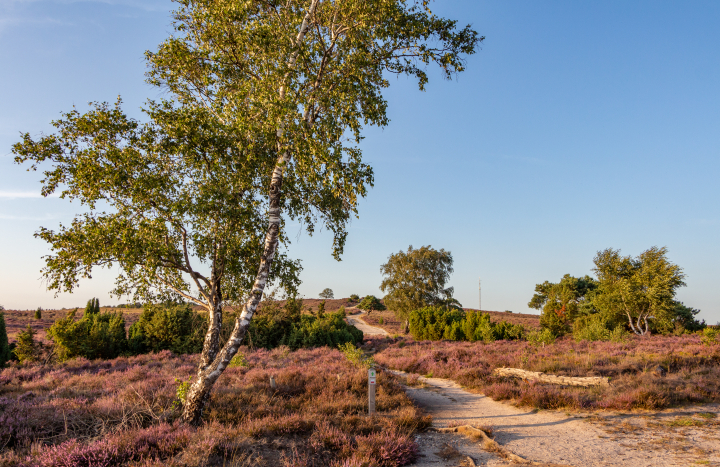 De Lemelerberg | Landschap Overijssel